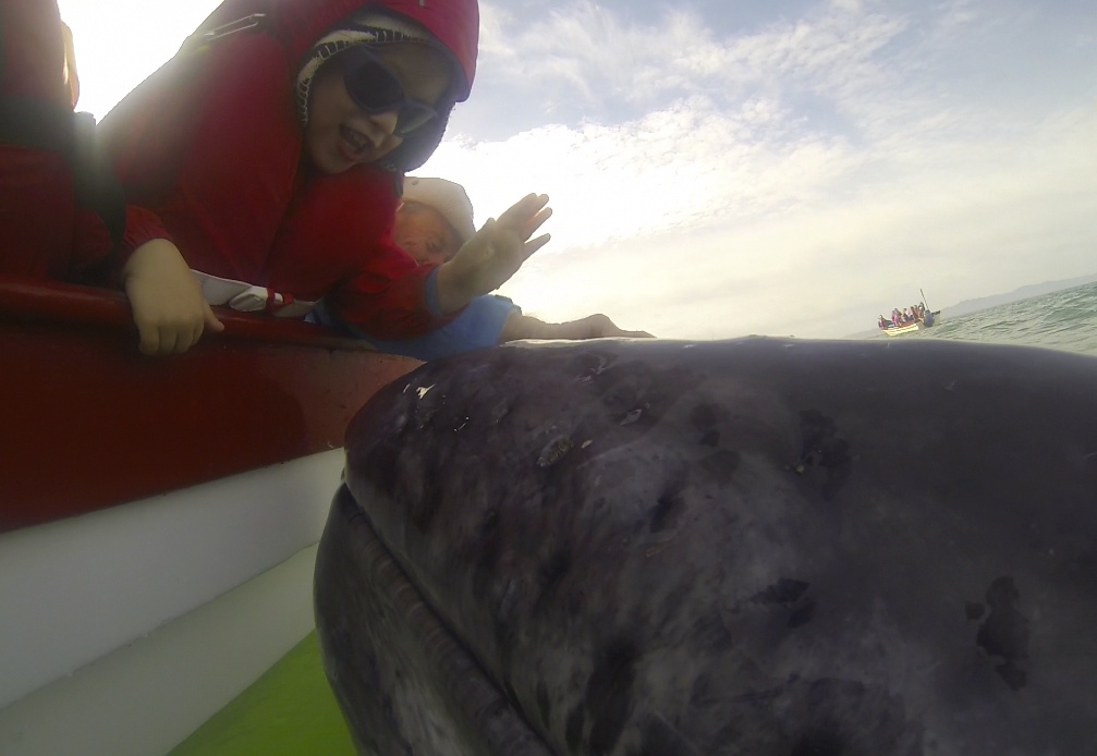 Songs of the Sea: travelling with grey whales - Outdoor Swimmer Magazine