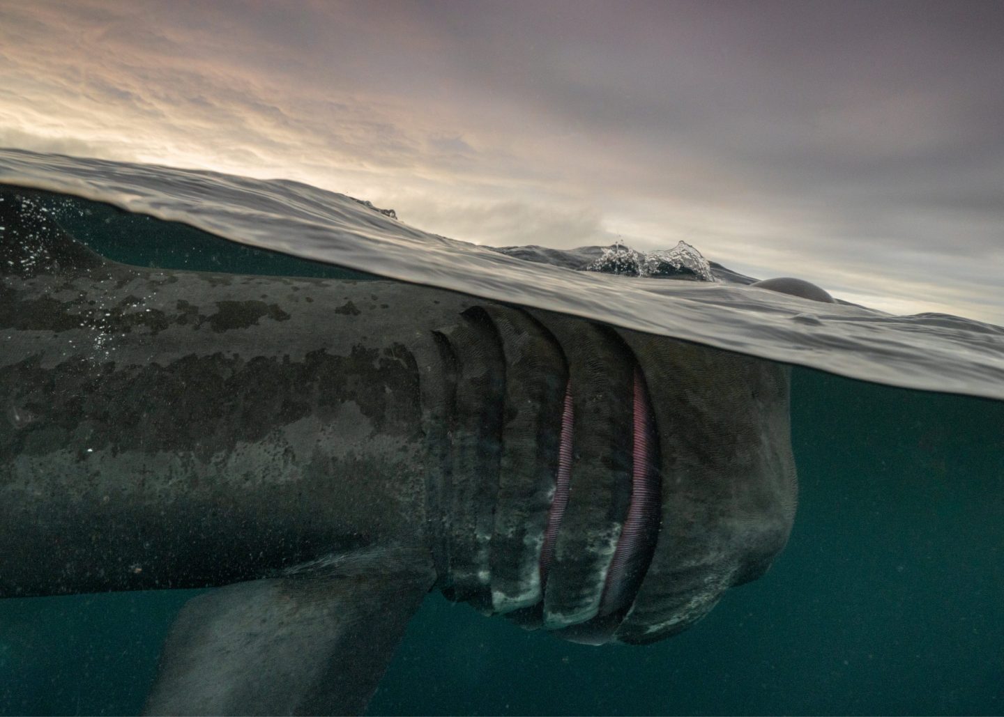 Marine Conservation Society shares incredible underwater photos on ...