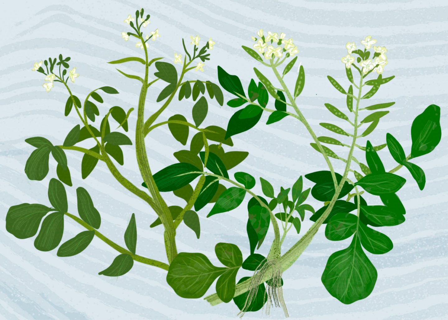 Foraging for swimmers: watercress - Outdoor Swimmer Magazine