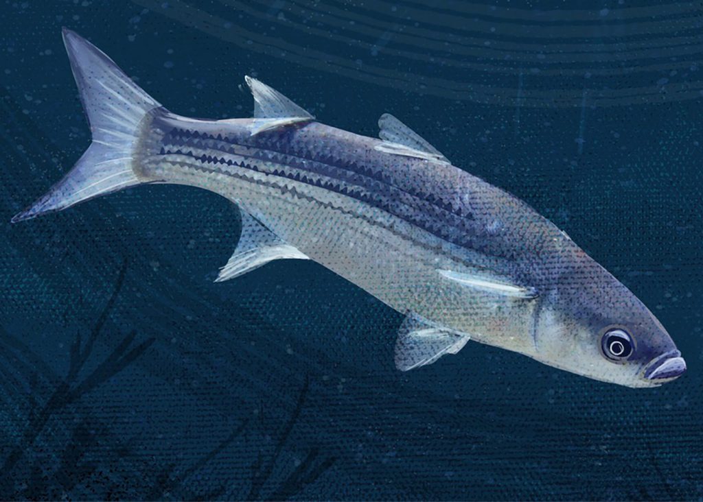 Water wildlife: thick-lipped grey mullet - Outdoor Swimmer Magazine