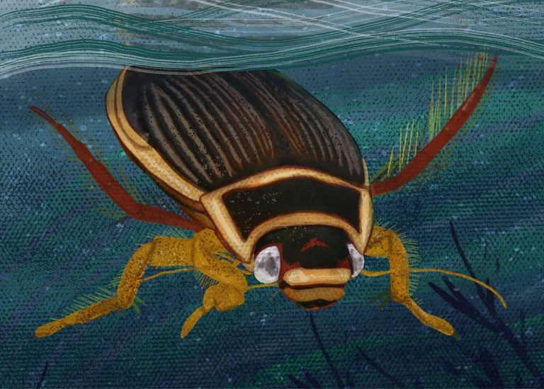 Water wildlife: Great diving beetle - Outdoor Swimmer Magazine
