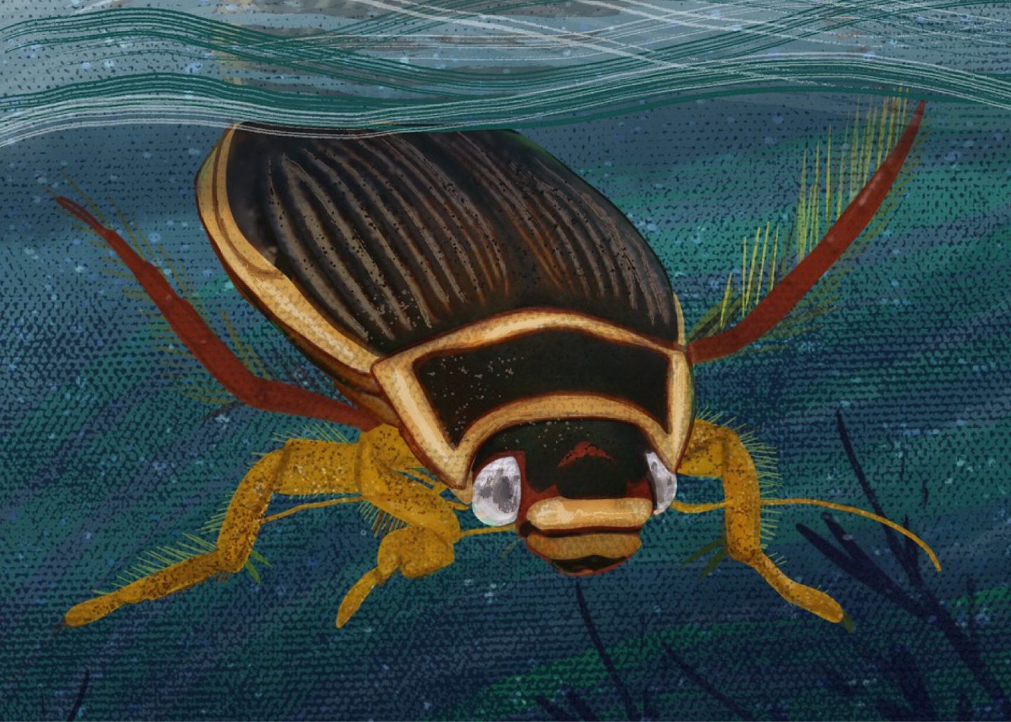 Water wildlife: Great diving beetle - Outdoor Swimmer Magazine