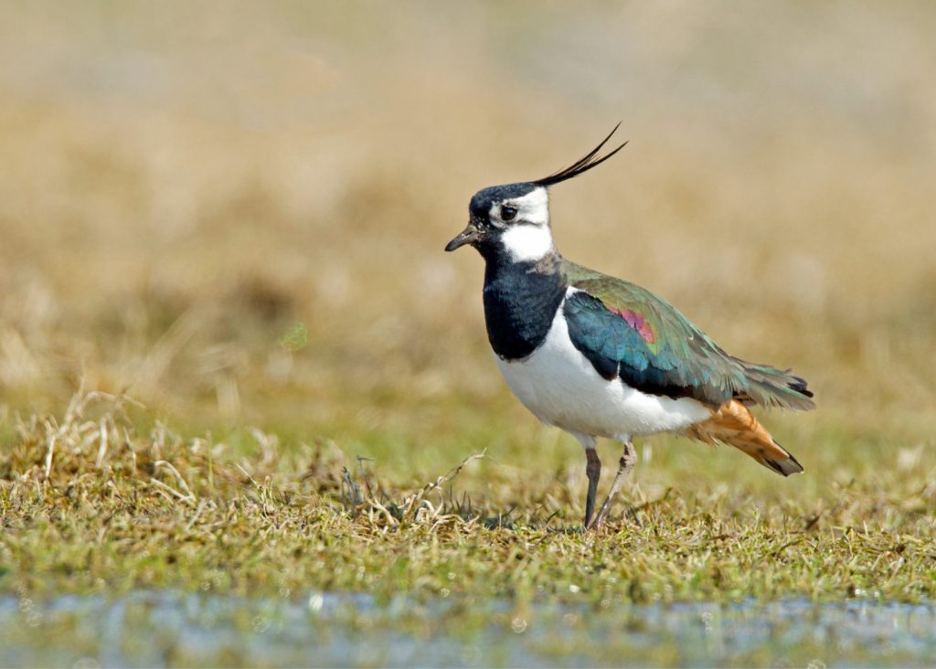 Water wildlife: ground nesting birds - Outdoor Swimmer Magazine