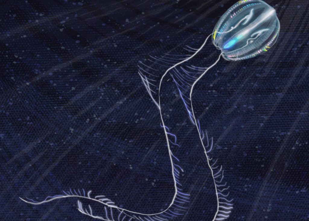 Water wildlife: Sea gooseberry - Outdoor Swimmer Magazine